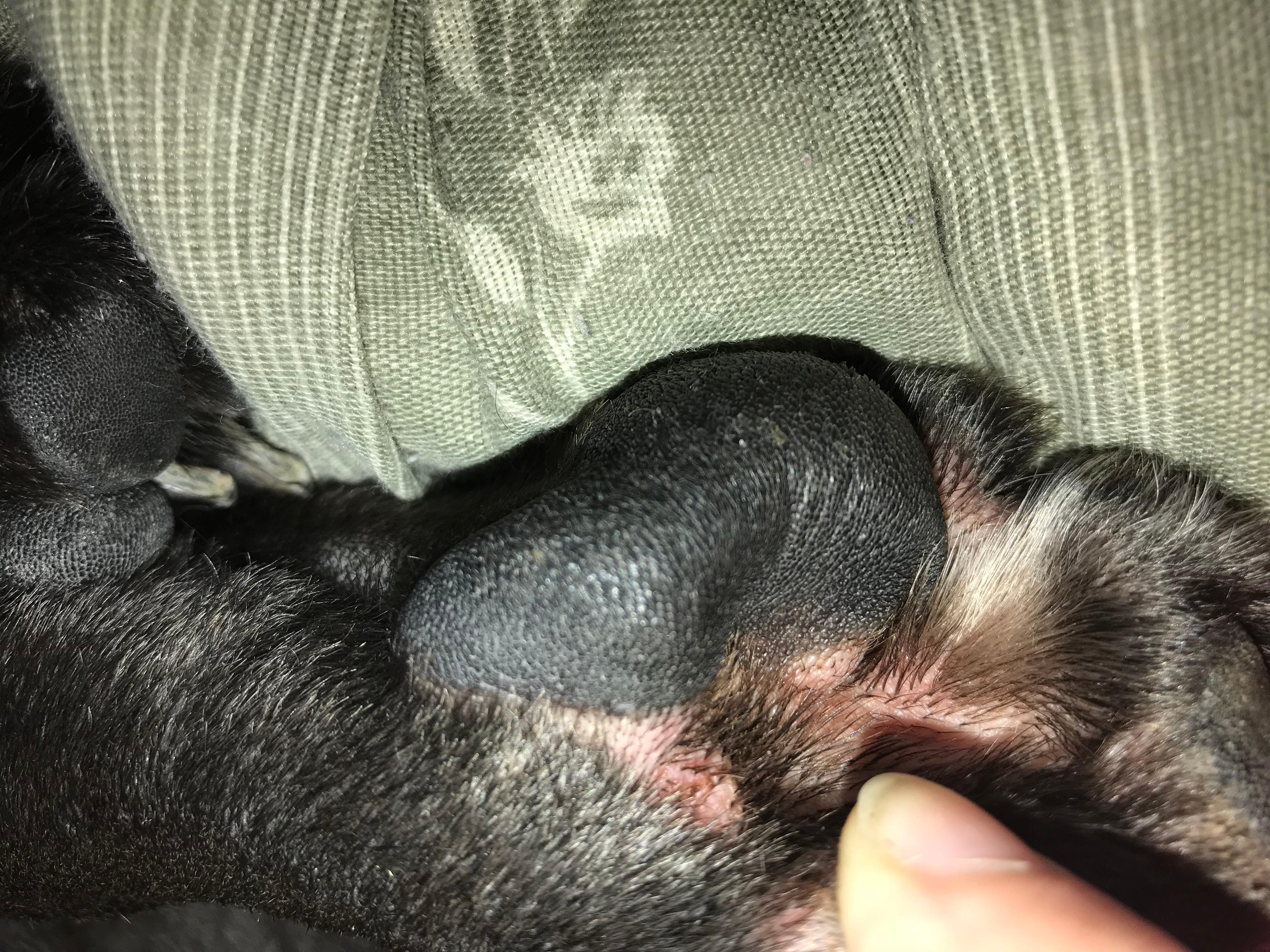 Why are my dog's paws red & irritated? Could it be allergies? | Petco