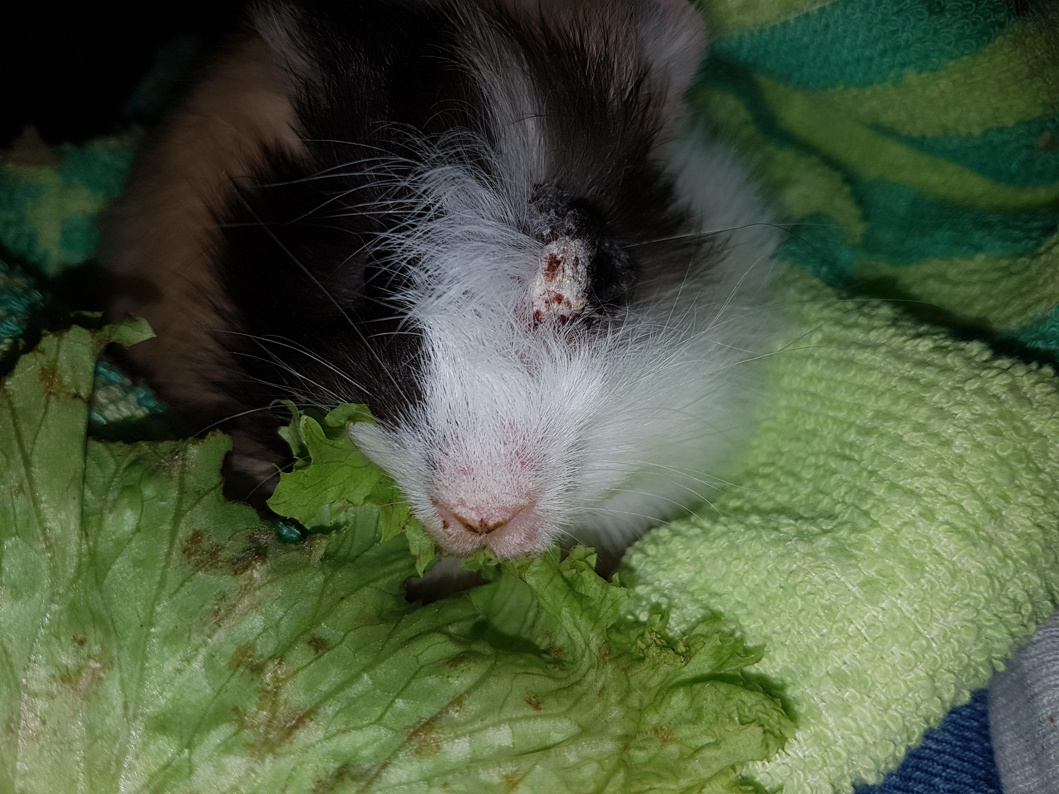 Guinea Pig Itchy Skin & Eye Issues After Parasite Shot? | Petco