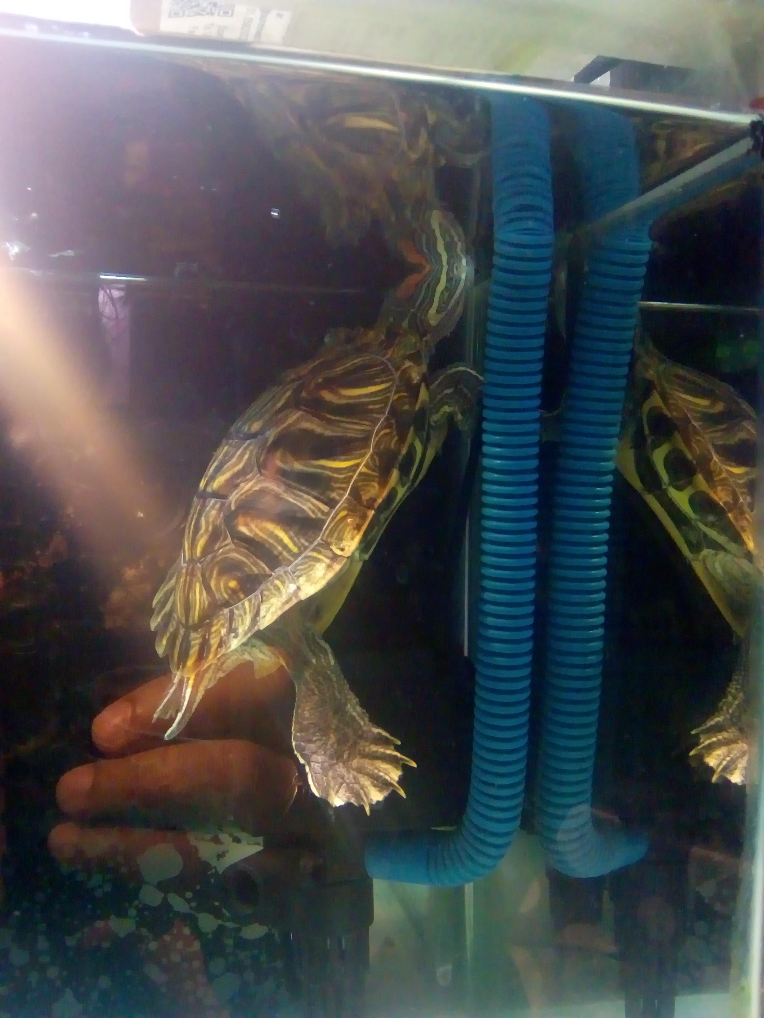 My RED EAR SLider turtle just did vomit today n since then he is very ...