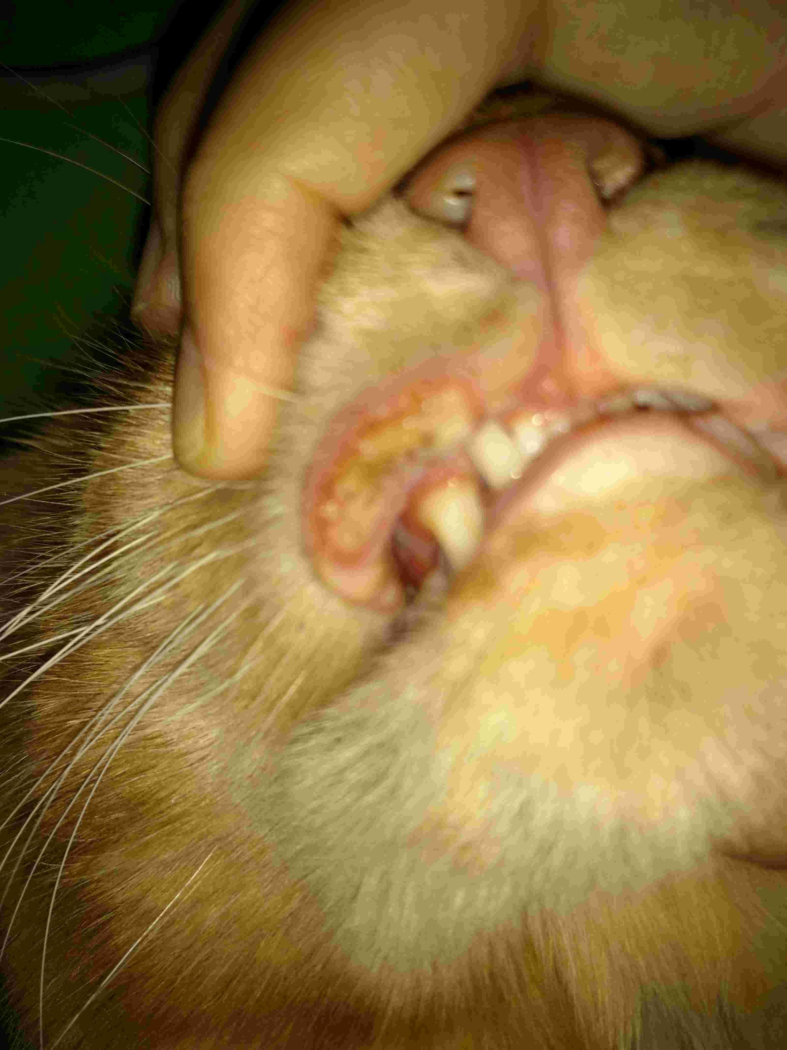 Cat's foul-smelling mouth sore not healing after vet visits? | Petco