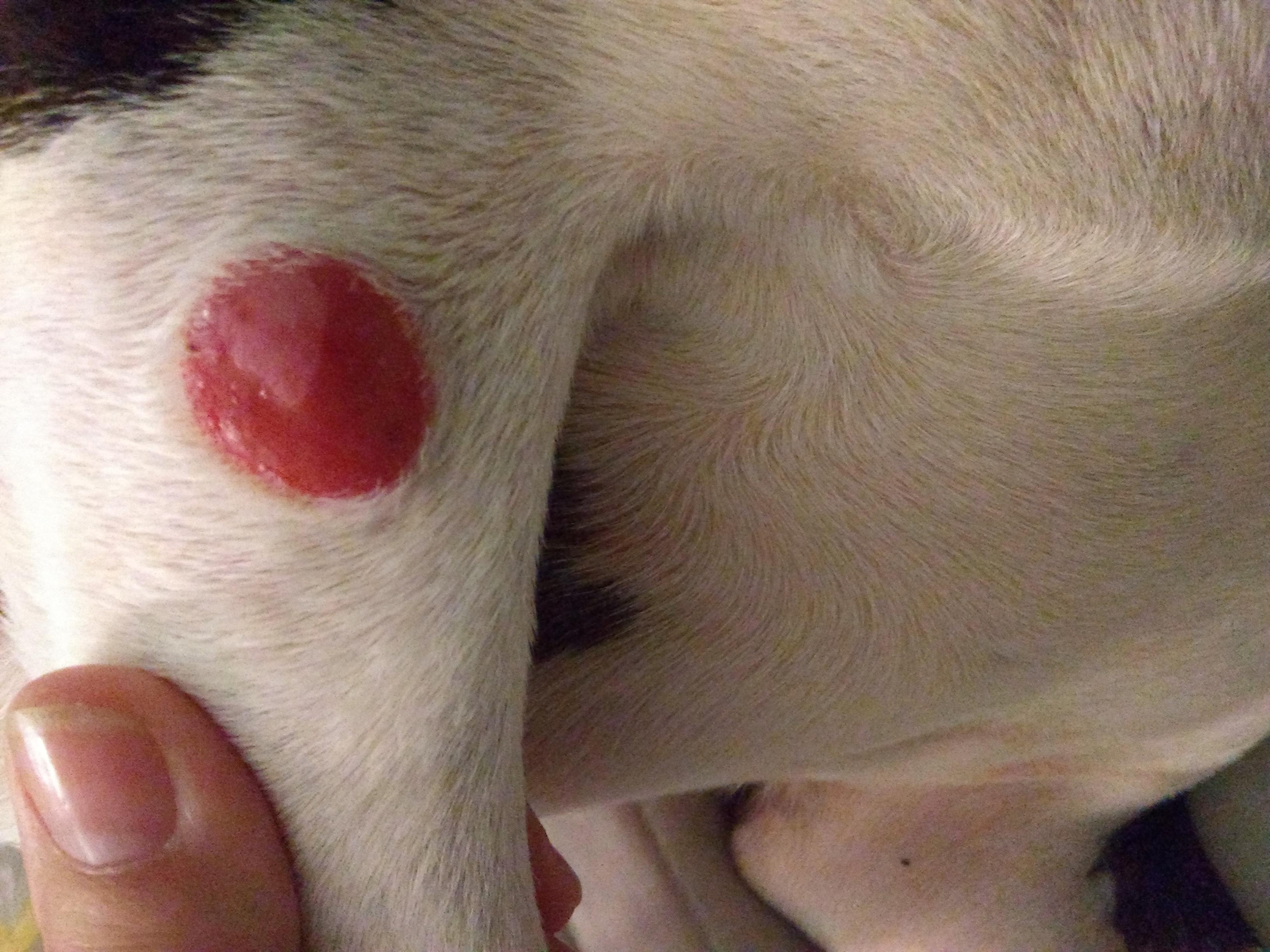 What Causes a Round, Pink Bump on Your Dog's Leg? & What to Do | Petco