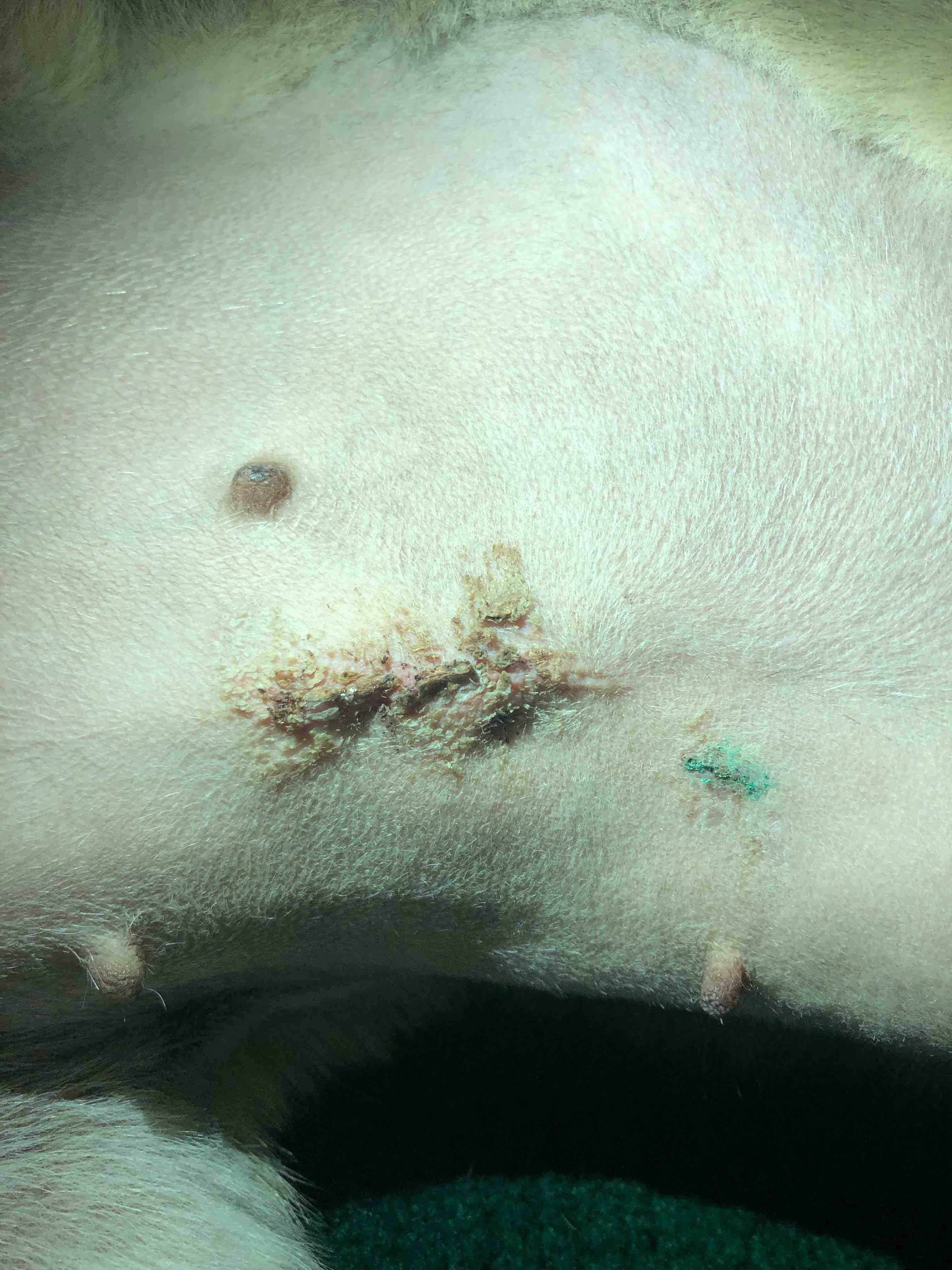 Is your dog's spay incision healing normally 5 days post-surgery? | Petco