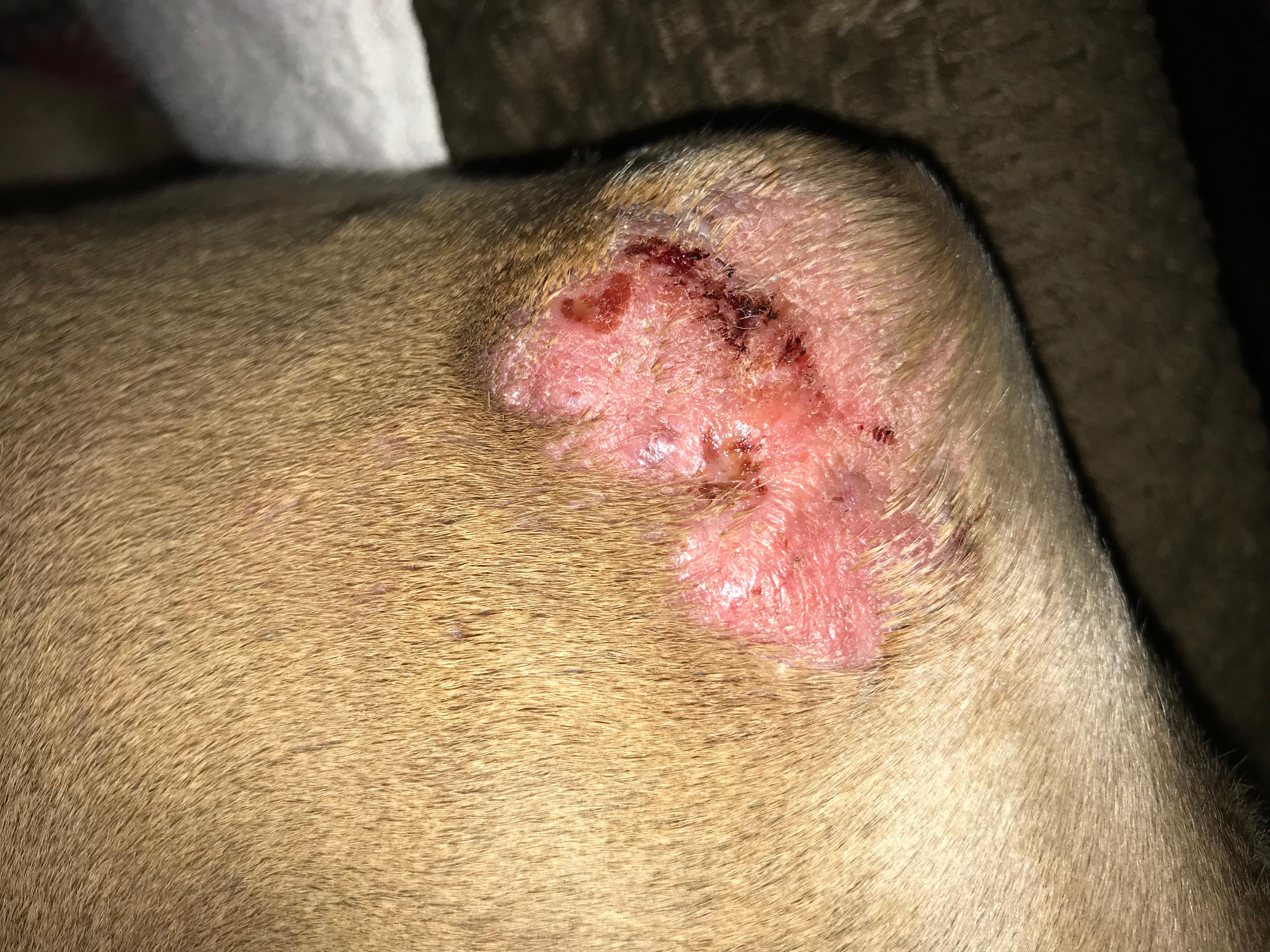 Why are my large dog's elbow sores worsening with pus? | Petco
