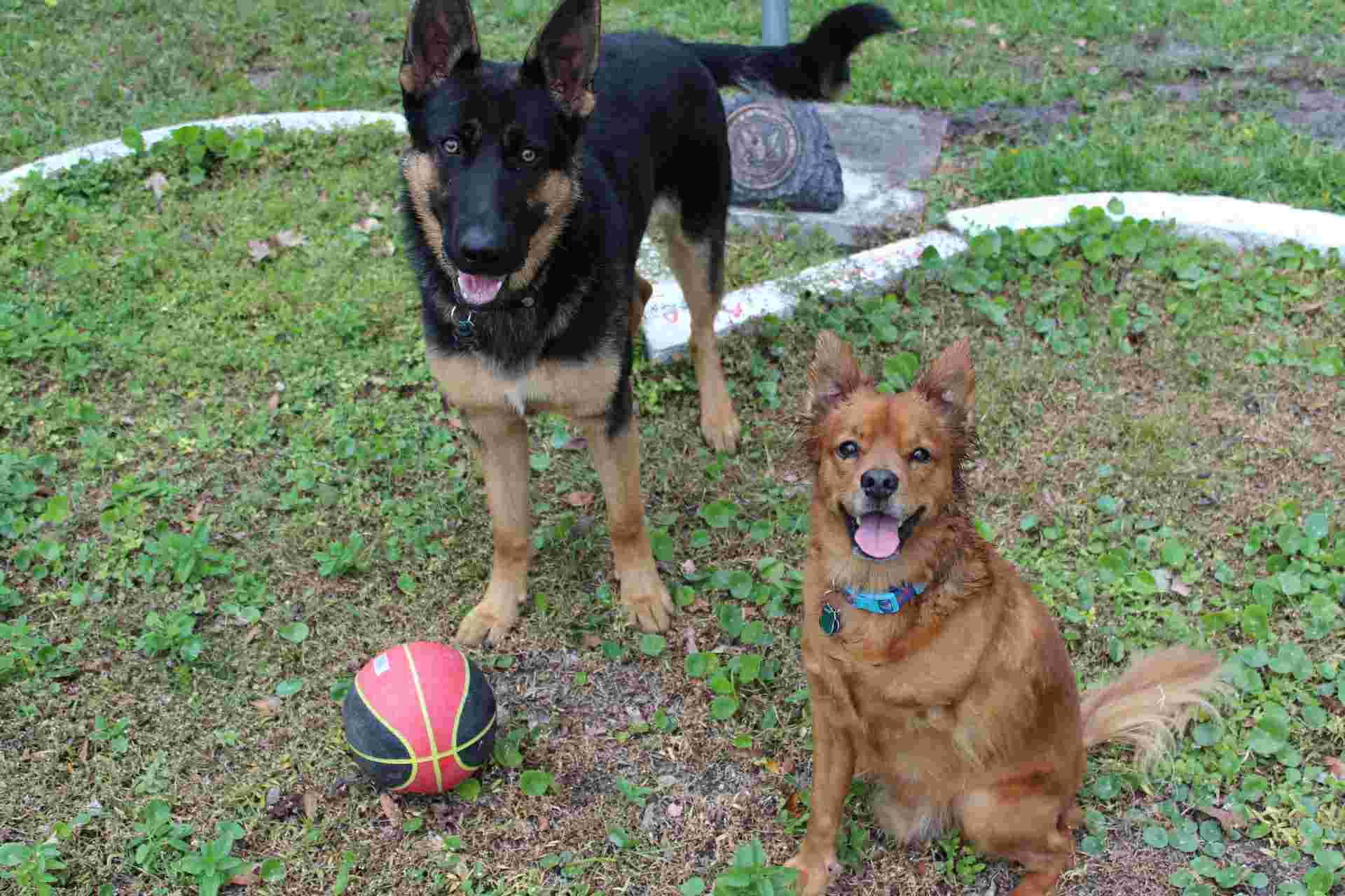 How to stop my dogs fighting over toys and prevent owner bites? | Petco