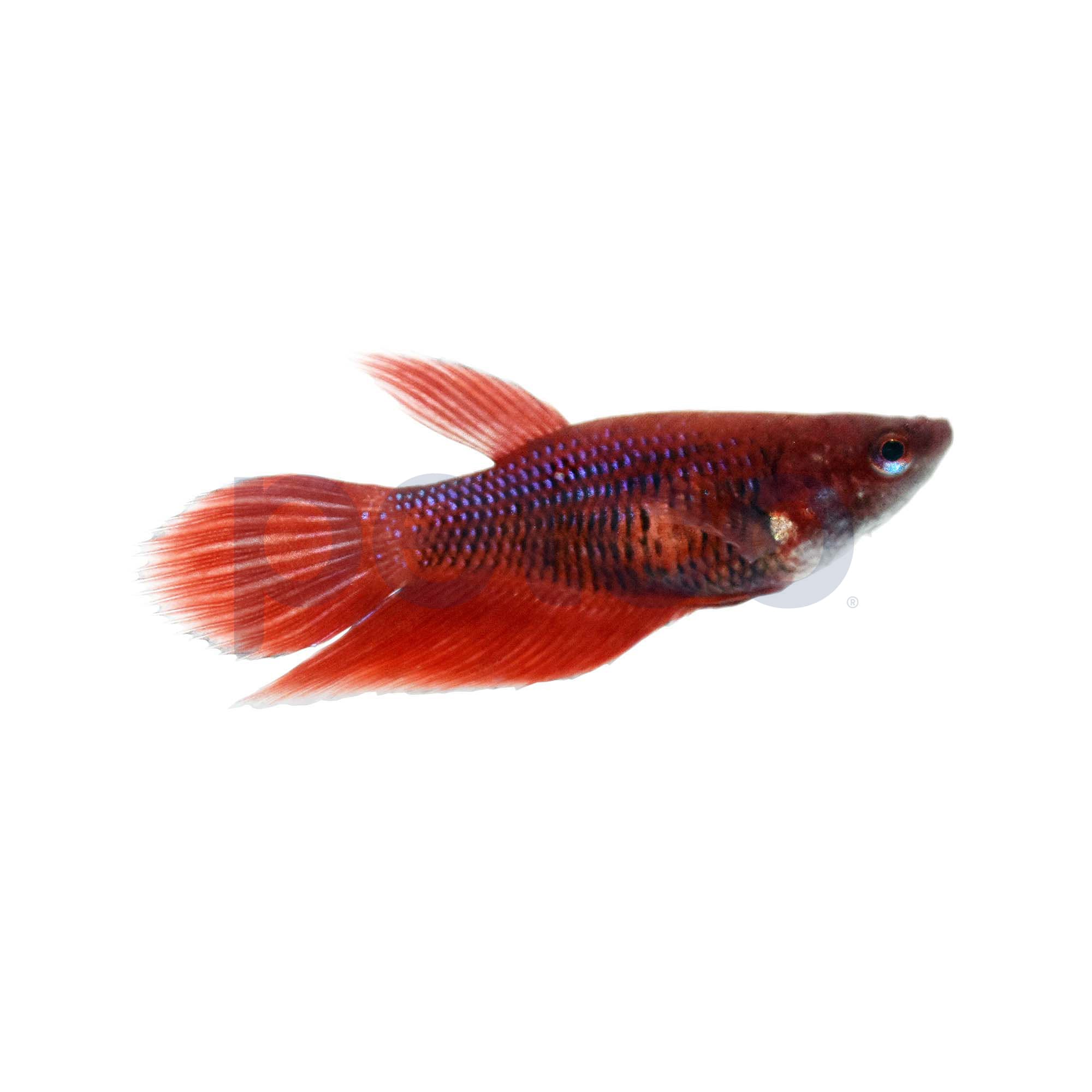 Red Female Betta Fish King