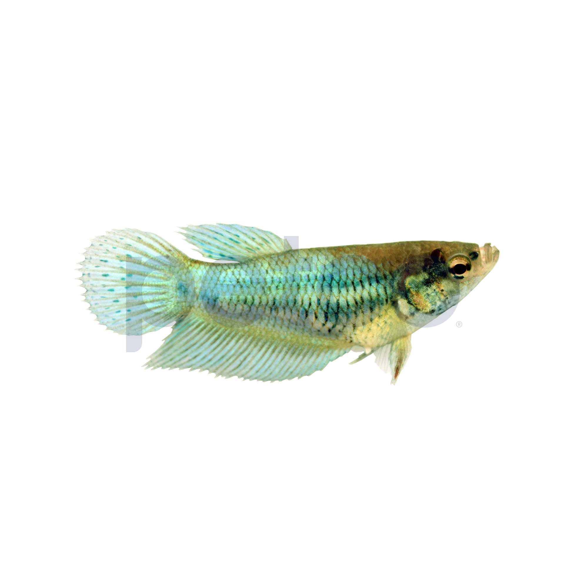 Green Veiltail Betta Fish