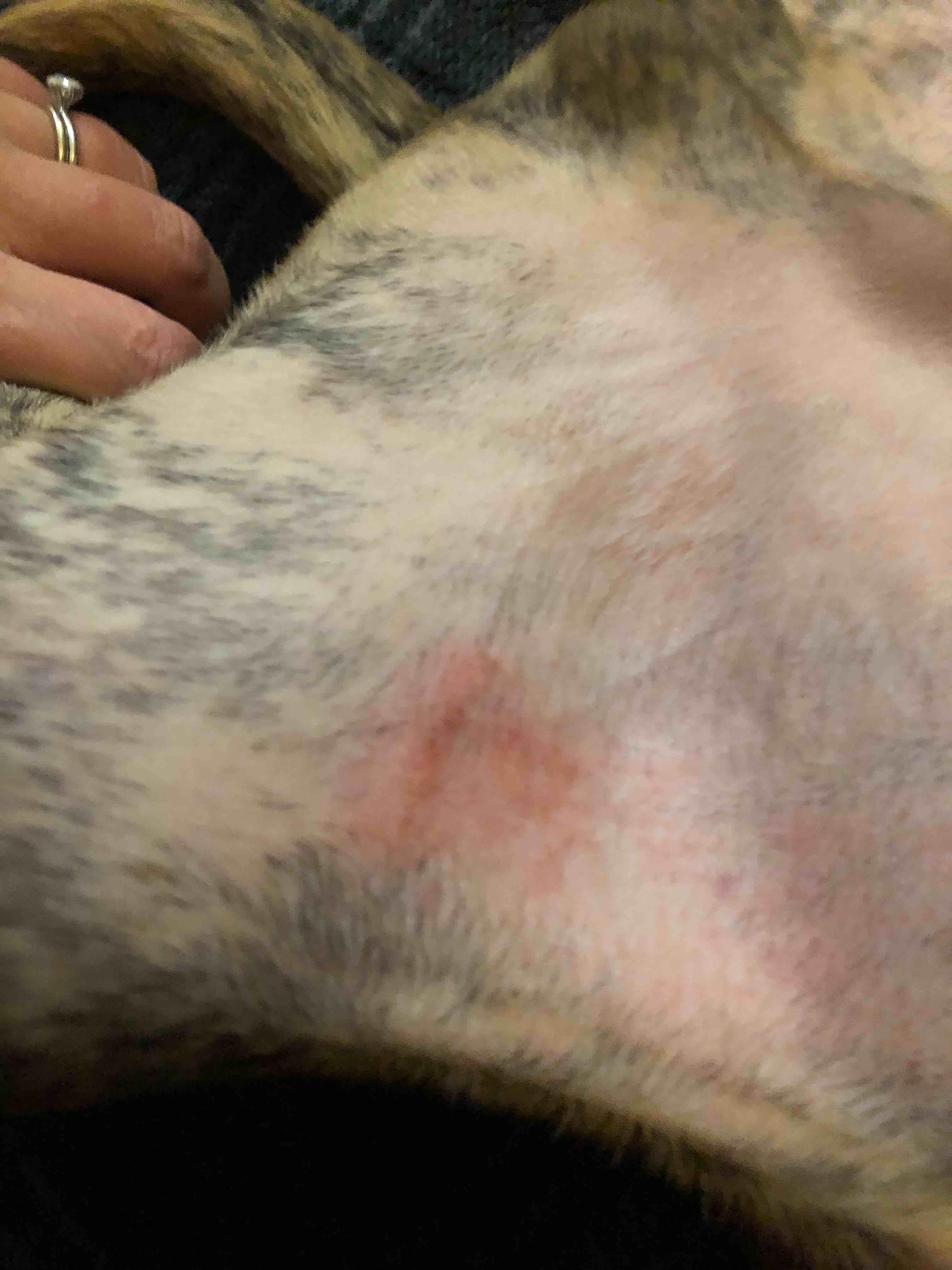 My Dog Has a Rash on Inner Thigh. Could it Be Heat Rash? Learn More | Petco