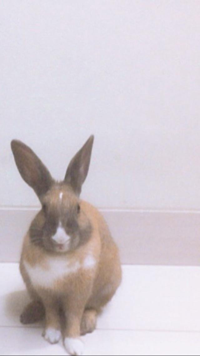 Neutering Male Rabbit: Is it Necessary if Vets Aren't Experts? | Petco