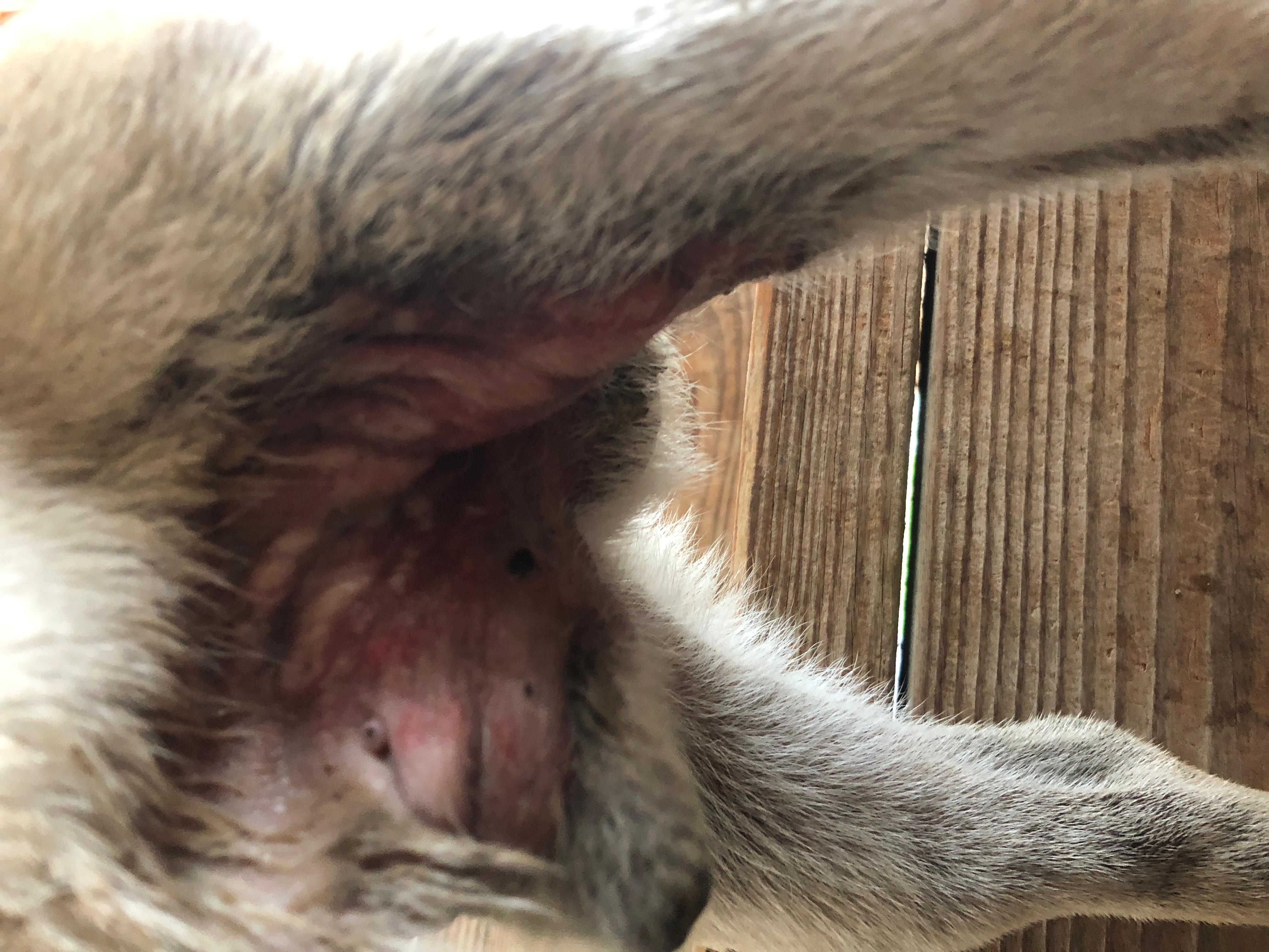 Does Your Dog Have a Bad Rash Near Groin? When to See a Vet | Petco