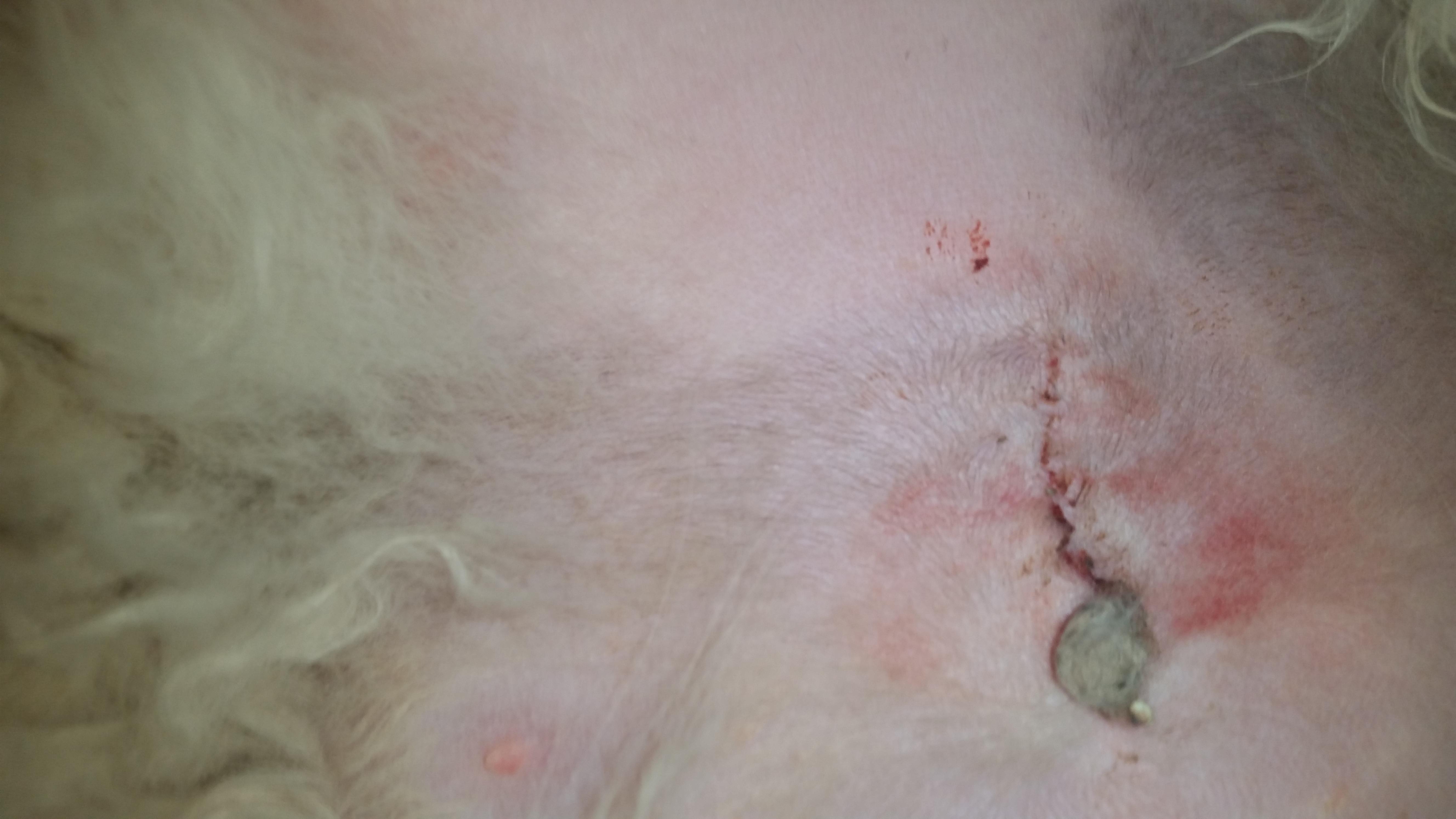 Female Cat Spay: Is Her Incision Healing? What About Stitches? | Petco