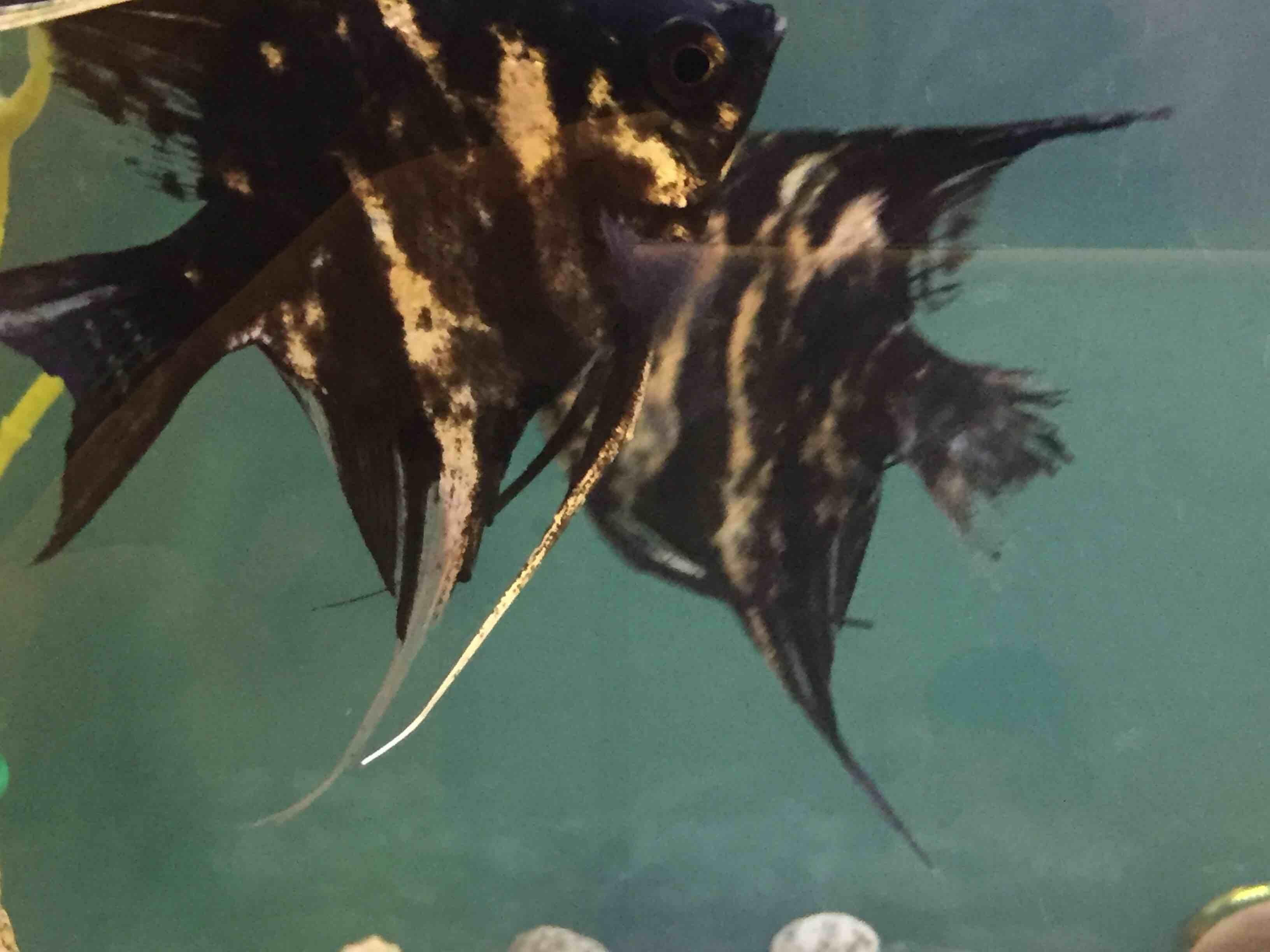 Why are my new angelfish not eating, bumping tank, eye black? | Petco