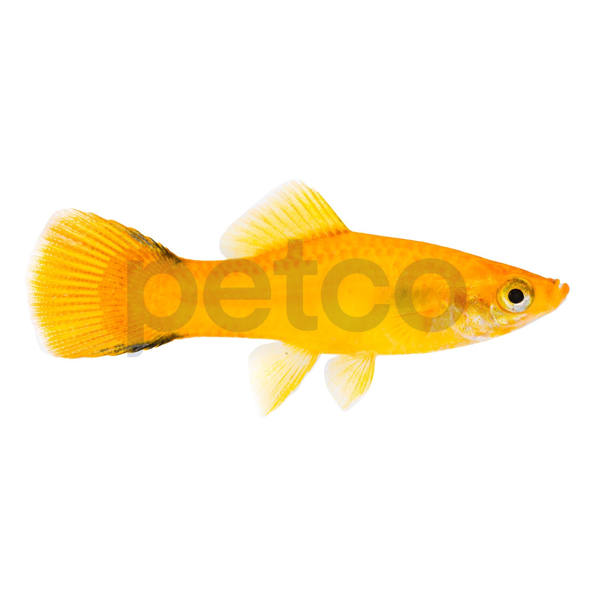 Twinbar Solar Flare Swordtails for Sale: Order Online | Petco