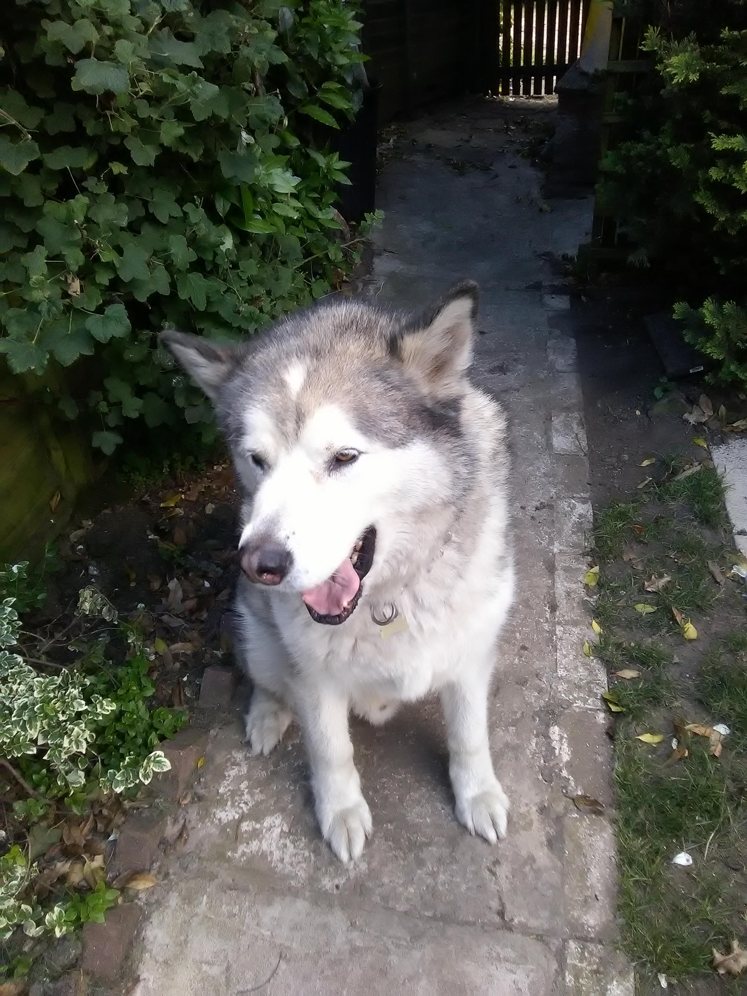 Why is my 8-year-old dog suddenly clingy, whiny, and vocal? | Petco