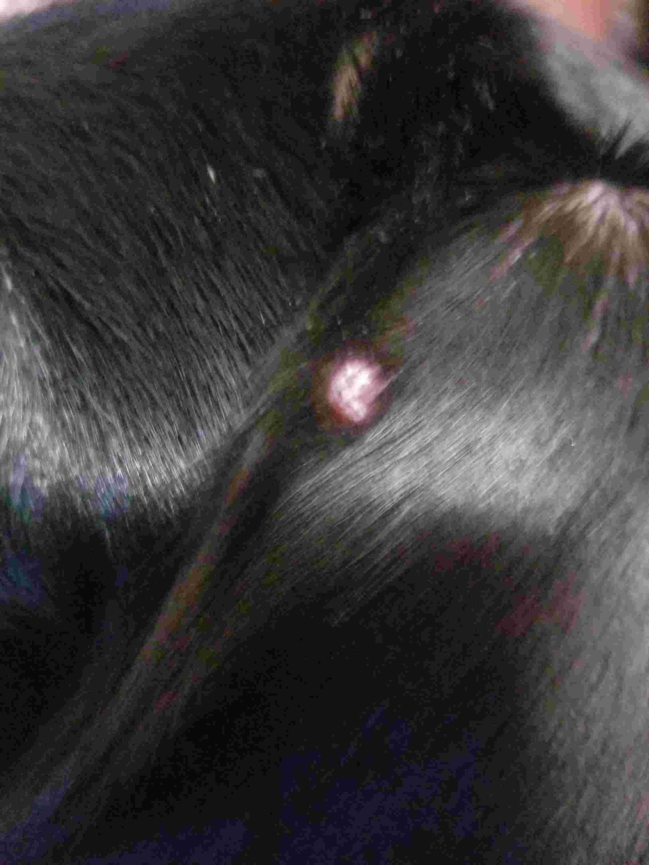 My Dog Has a Pimple on His Ear: What Is It? Can I Remove It? | Petco