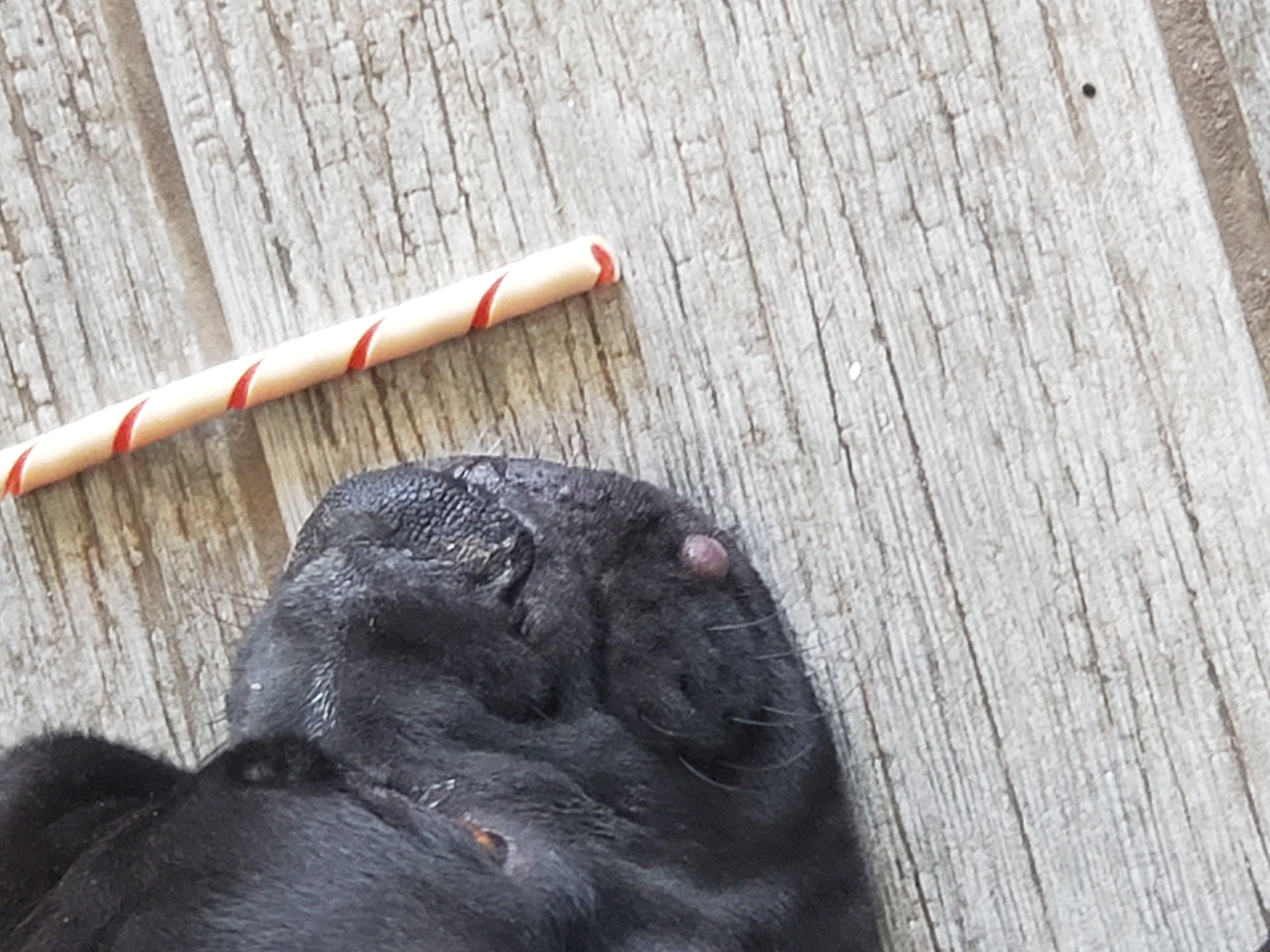 Boxer has moles or bumps. Normal, or should you see a vet? | Petco