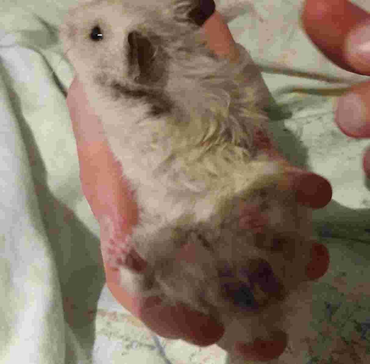 My Hamster Has a Red Lump with White Spots. What's Wrong? | Petco