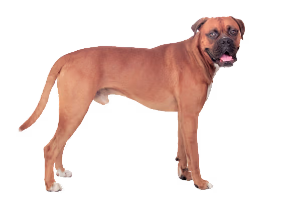 Boxer Dog Breed Information, Characteristics & Fun Facts