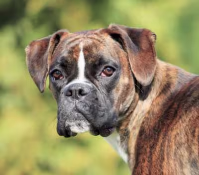 Boxer Dog Breed Information, Characteristics & Fun Facts