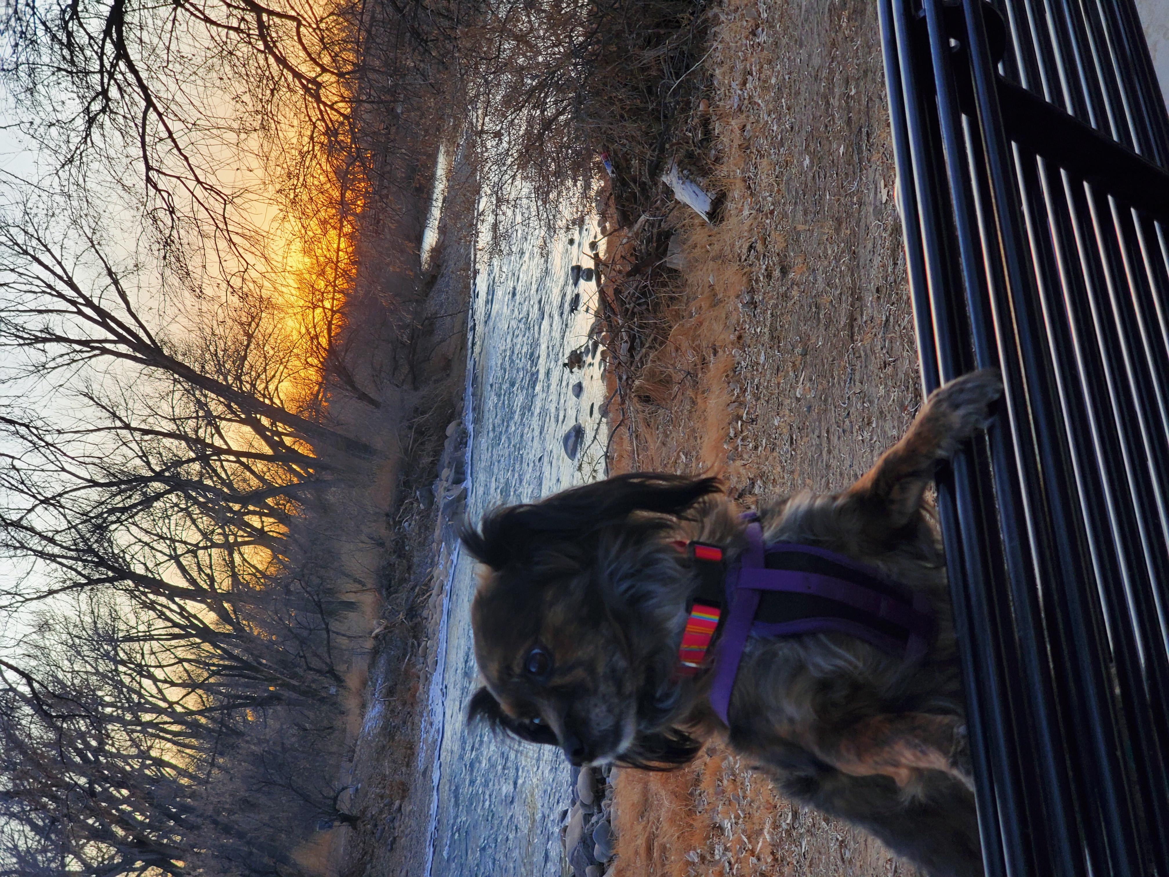 Why is my dog gulping, licking lips, and acting nauseous for hours? | Petco