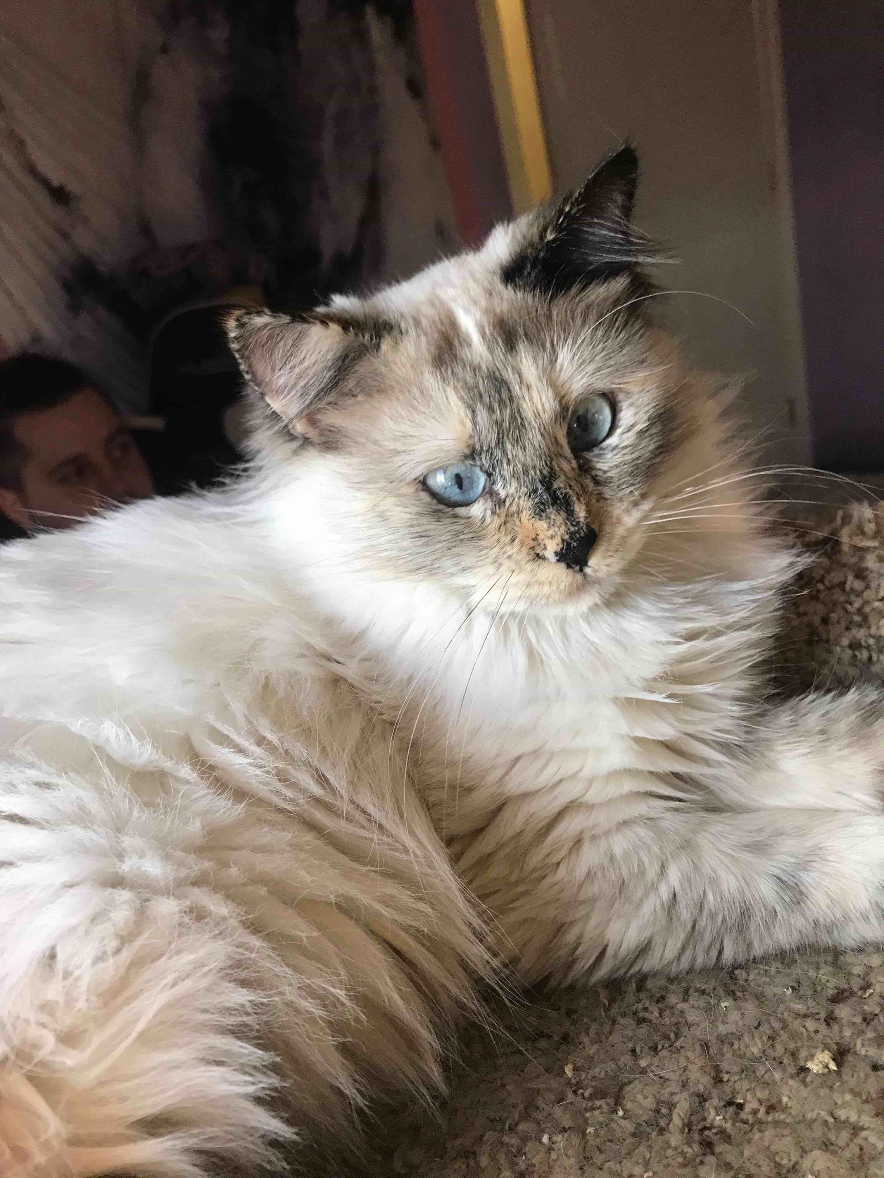 What Ragdoll cat color and pattern is my kitten developing into? | Petco
