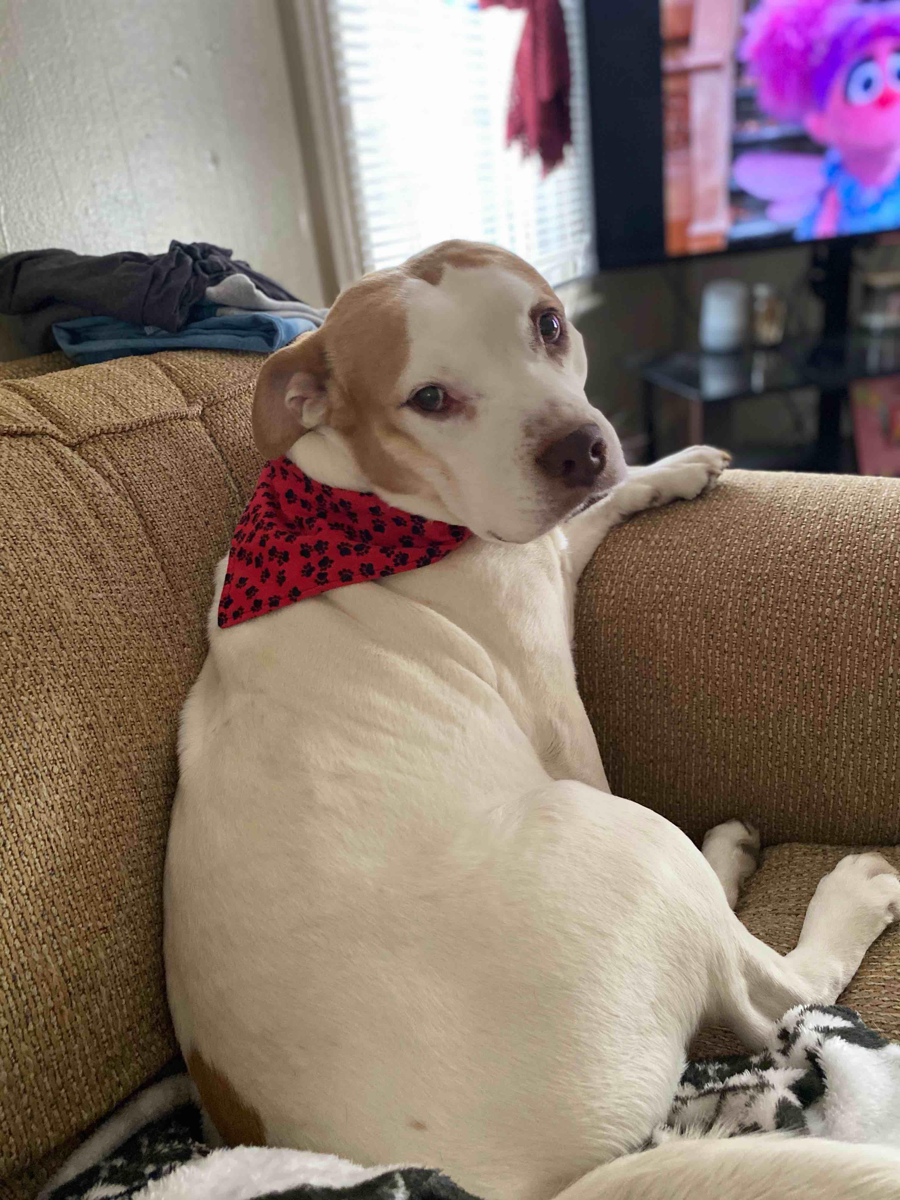 My old Pitbull won't eat or drink and is lethargic. What to do? | Petco