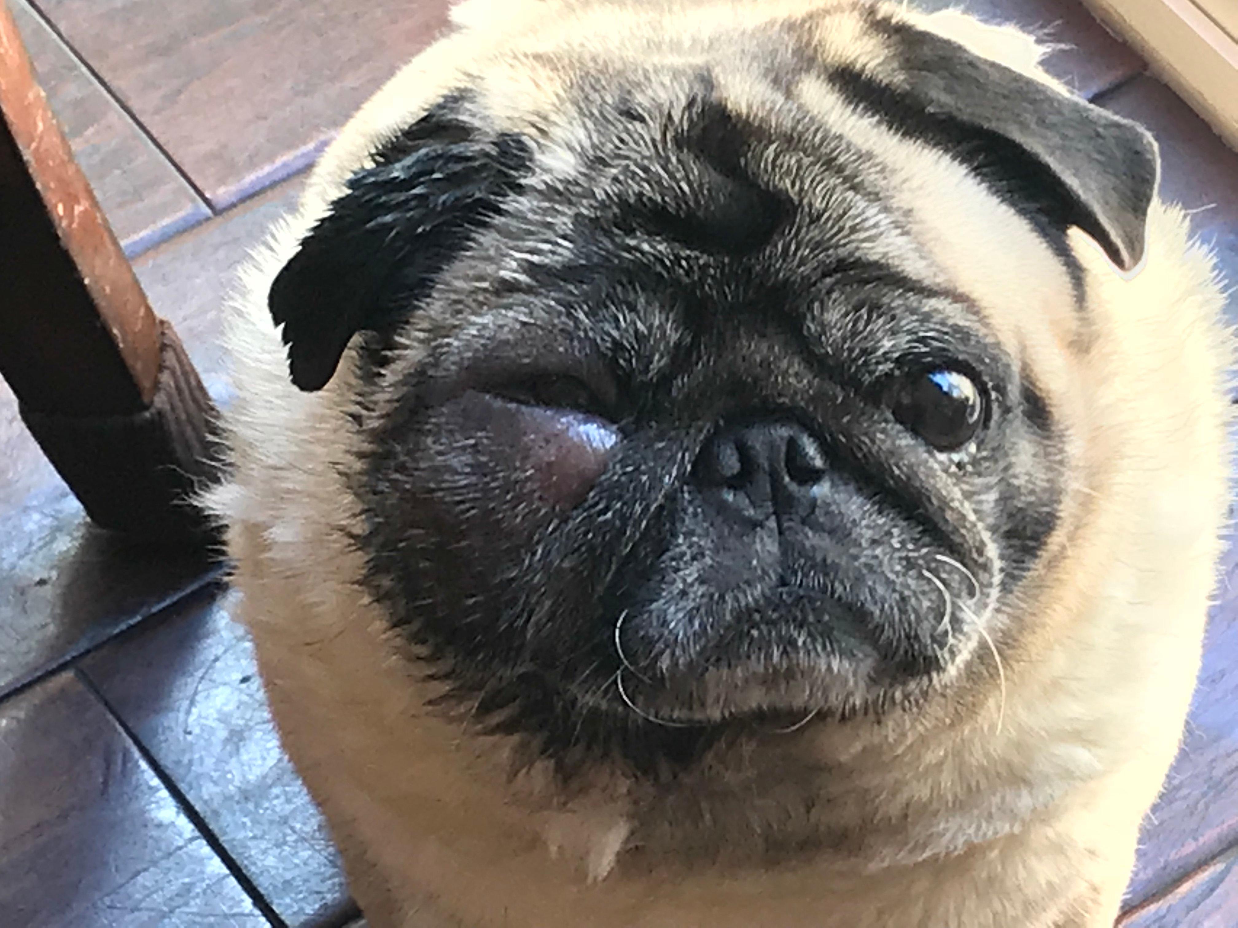 My Pug's Face is Swollen & Oozing: What's Wrong With My Dog? | Petco