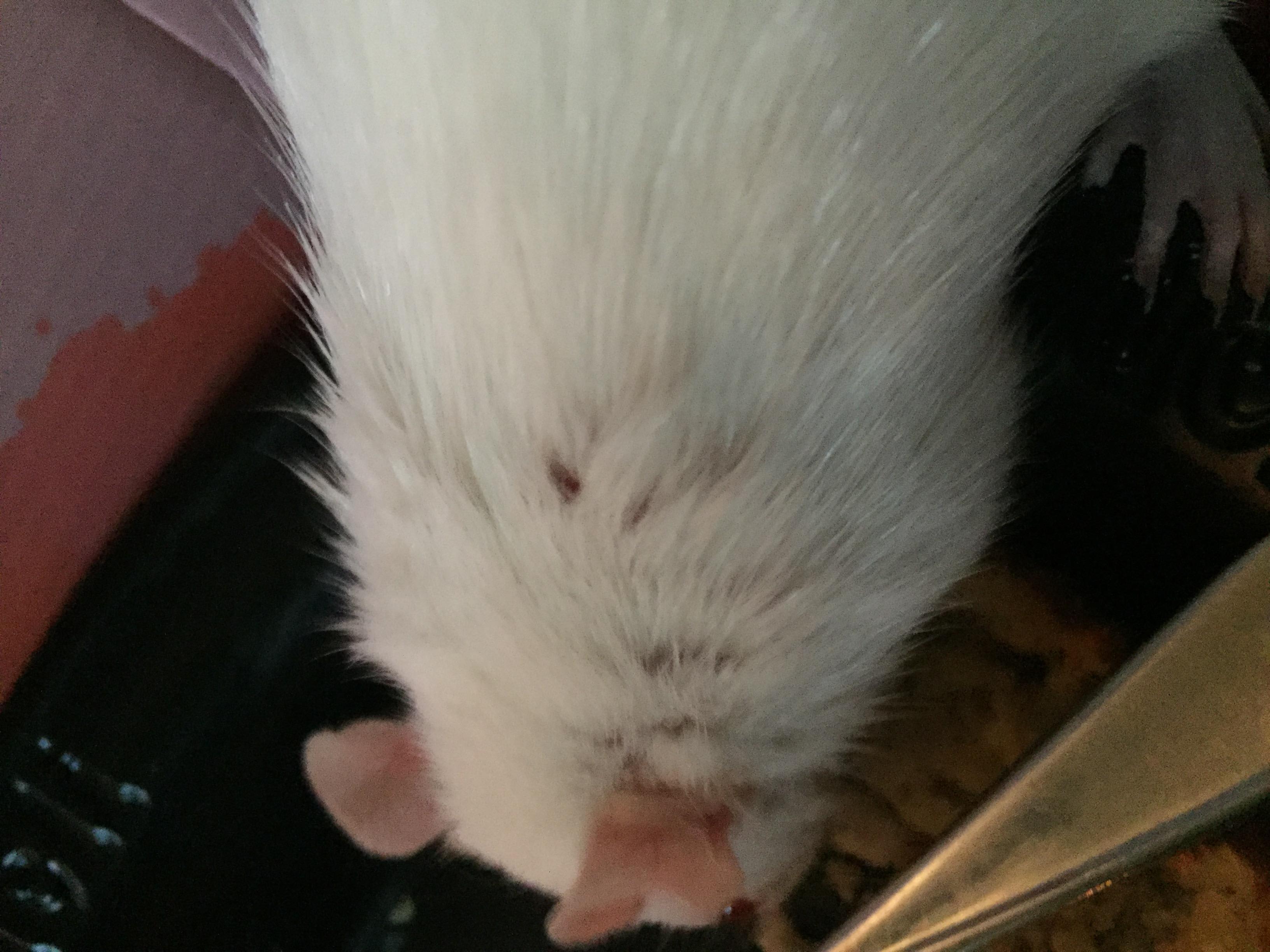 Why Does My Rat Have Scabs on Ears & Head (No Itching)? | Petco