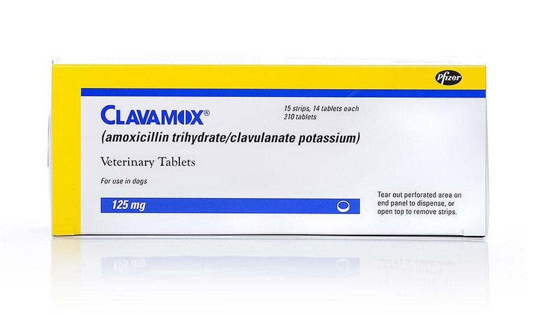 Clavamox for Pets: Dosage & Information | Petco
