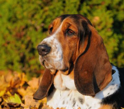 Basset Hound Breed Facts and Information