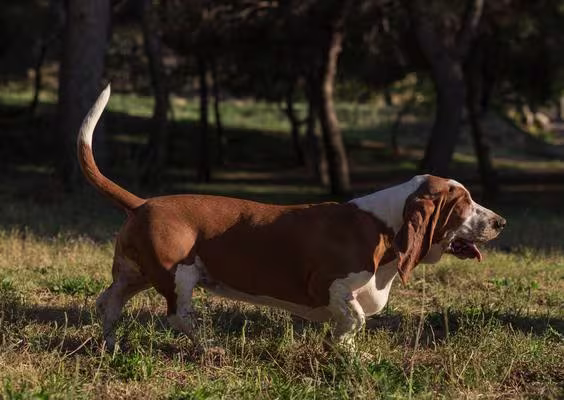 Mahonie Basset Hound