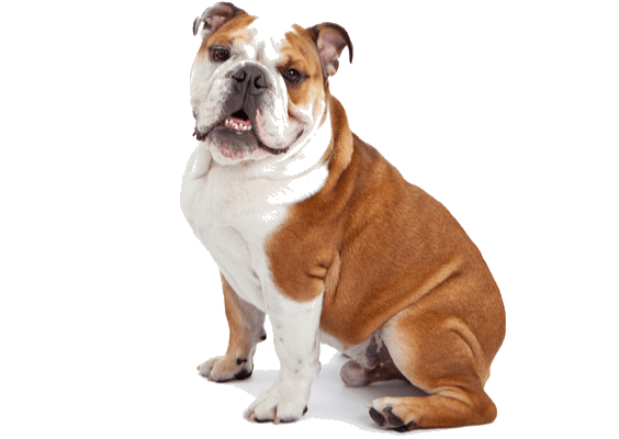 Bulldog Breed Facts and Information