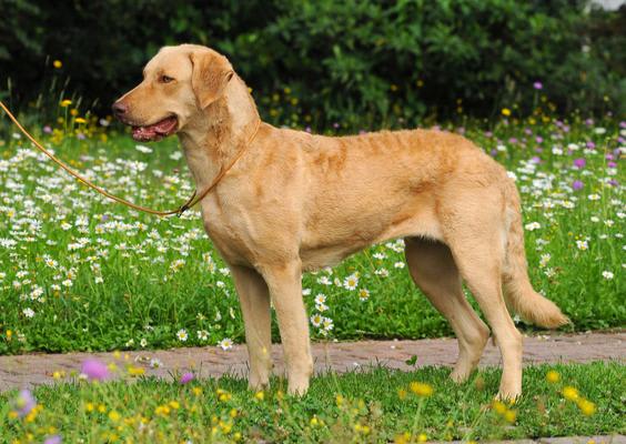 Chesapeake Bay Retriever Breed Facts and Information