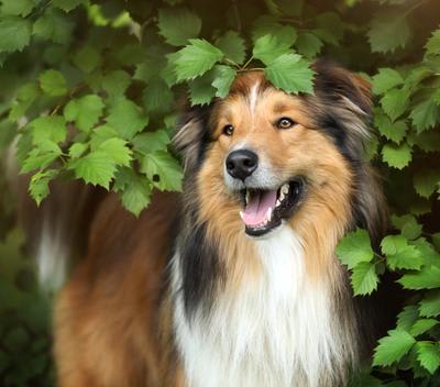 Collie Breed Facts and Information