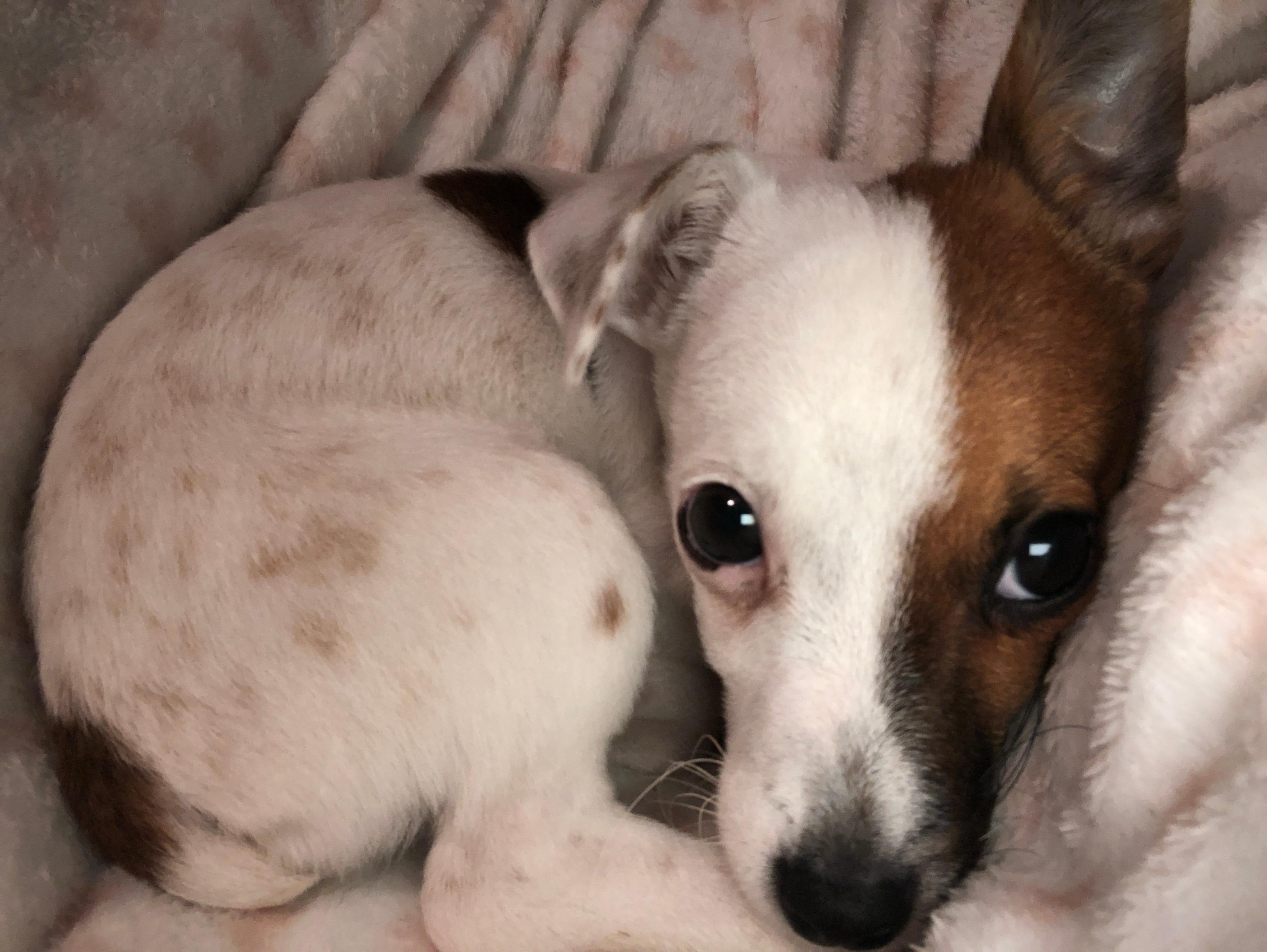 My dog fell off couch, now limping. When to worry or see a vet? | Petco