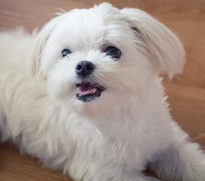 Maltese Facts and Information