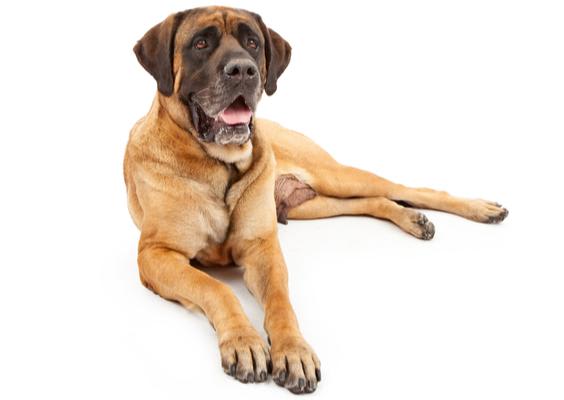 Mastiff Breed Facts and Information