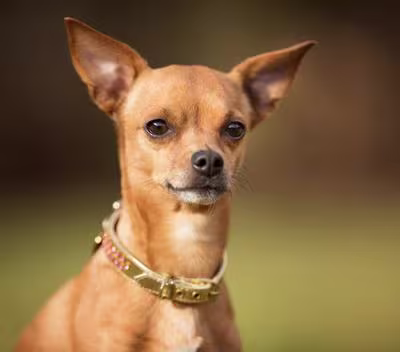Miniature Pinscher Breed Facts and Information