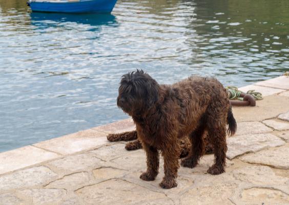 Portuguese Water Dog Breed Facts and Information