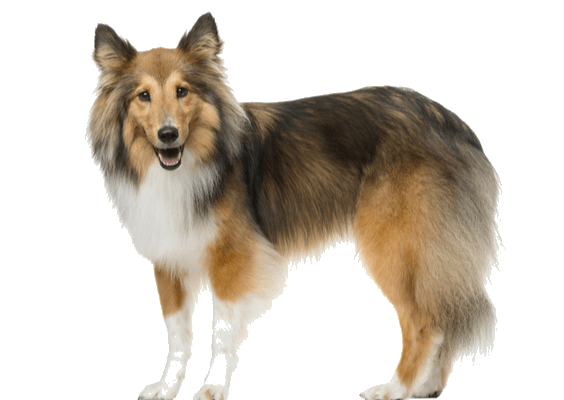 Shetland Sheepdog Breed Facts and Information