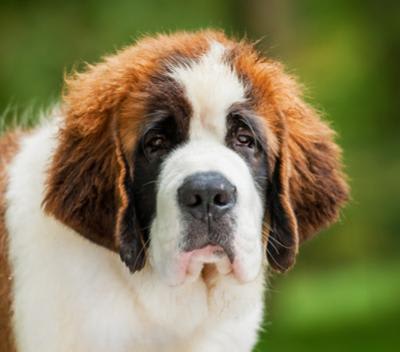 St. Bernard Breed Facts and Information