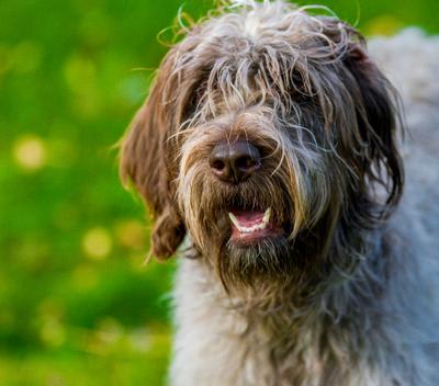 Wirehaired Pointing Griffon Breed Facts and Information