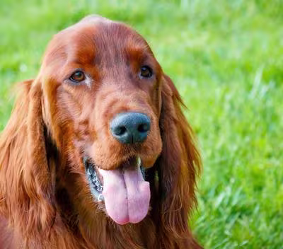 Irish Setter Breed Facts and Information