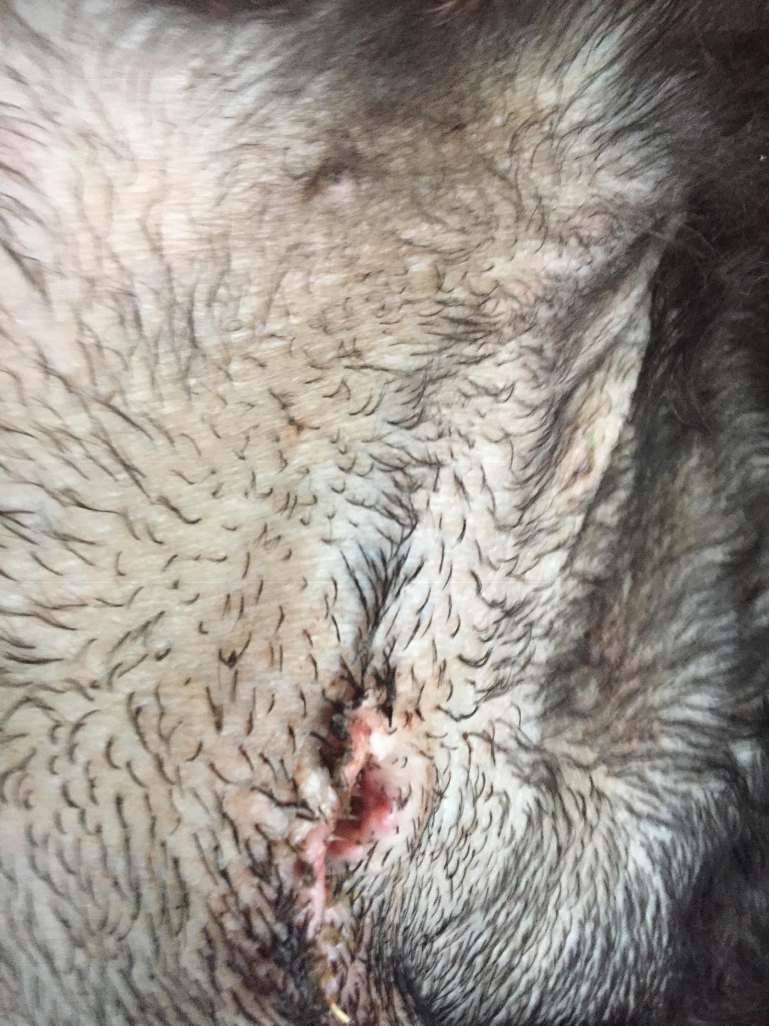 Dog's neuter incision open 7 days? Find out if he needs stitches. | Petco