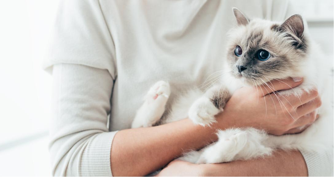Why does my cat have dry, flaky skin or dandruff? Find the cause | Petco