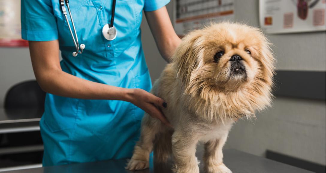 My Dog Has Black, Tarry Diarrhea & Won't Eat: Is It Serious? | Petco