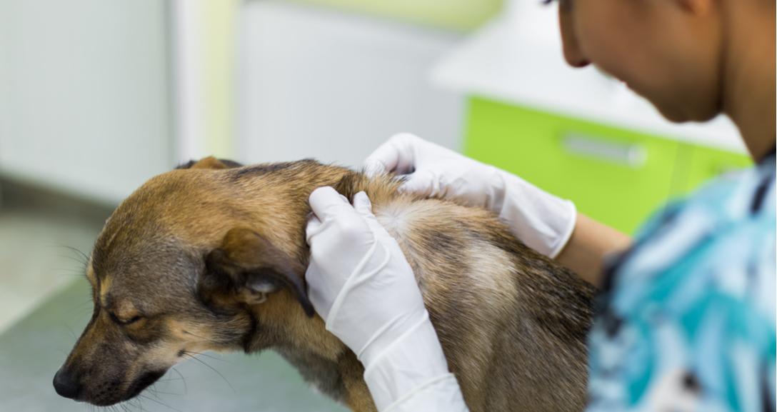 My Dog Has Flaky, Scaly Skin: Is it Cradle Cap? Solutions | Petco