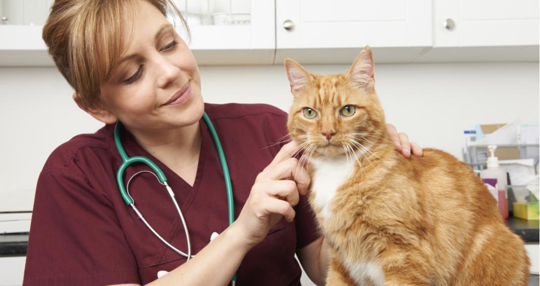 Why is my cat losing fur on its neck? Find causes & solutions | Petco