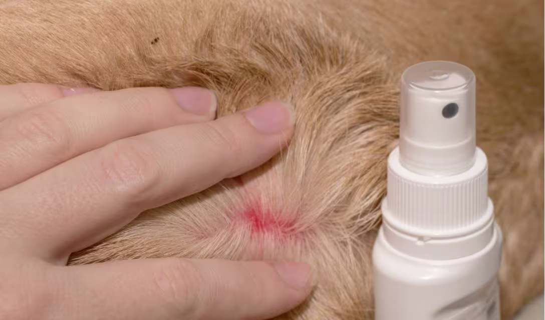 Gentamicin/Betamethasone Spray for Dogs | Petco