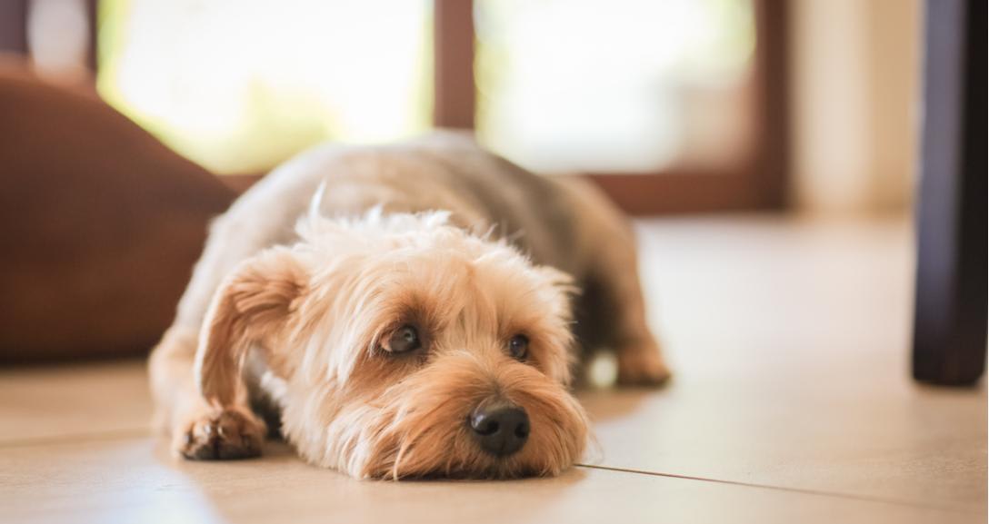 Yorkie Limping on Three Legs? Could It Be Her Knee? Learn More | Petco