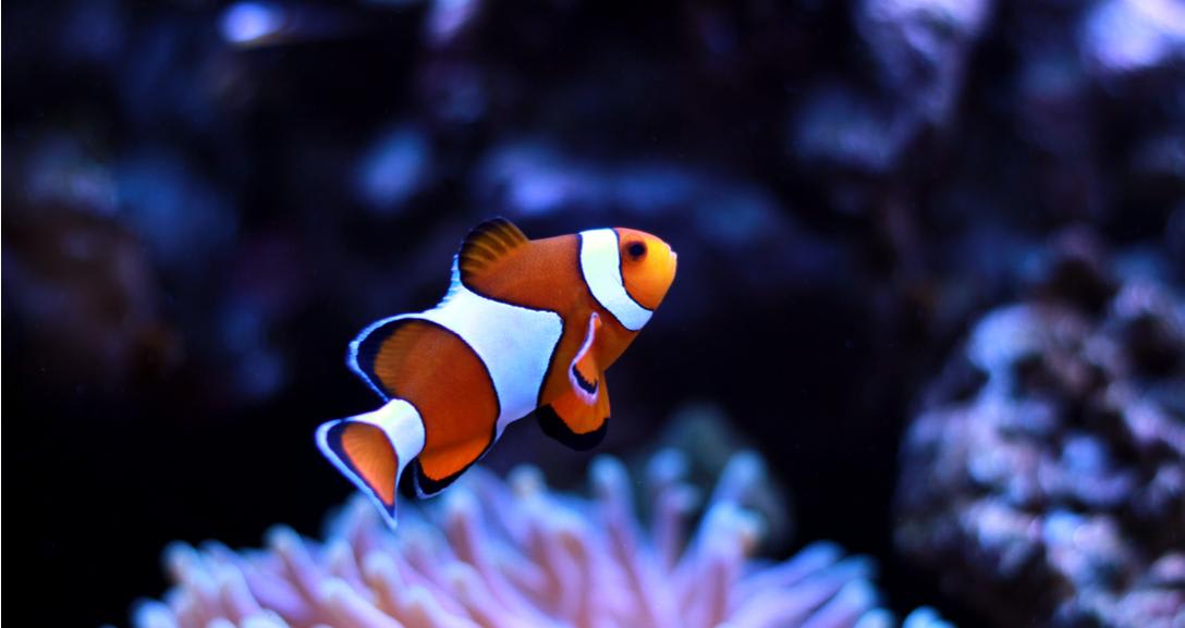 Why are my fish at the bottom of the tank after a water change? | Petco